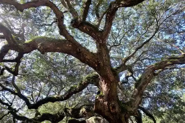The 7 Most Common Trees in Texas