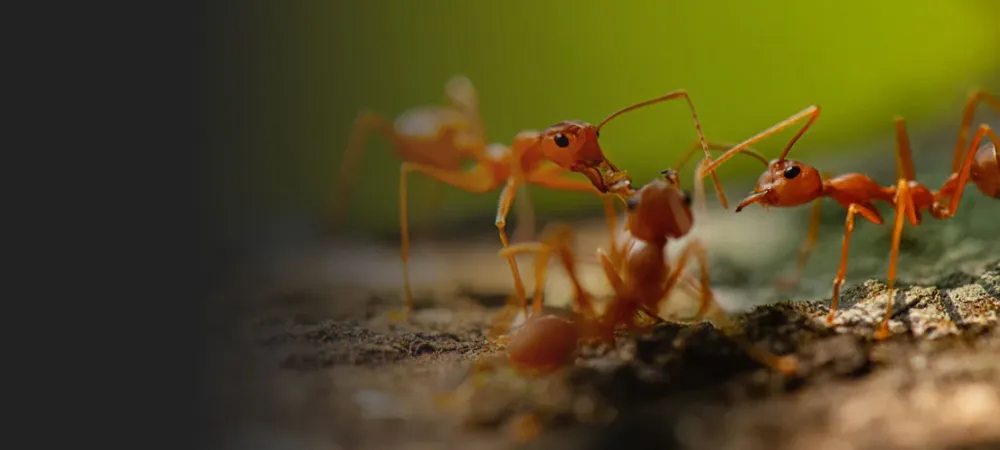 How To Deal With Fire Ants In Texas | LawnLab